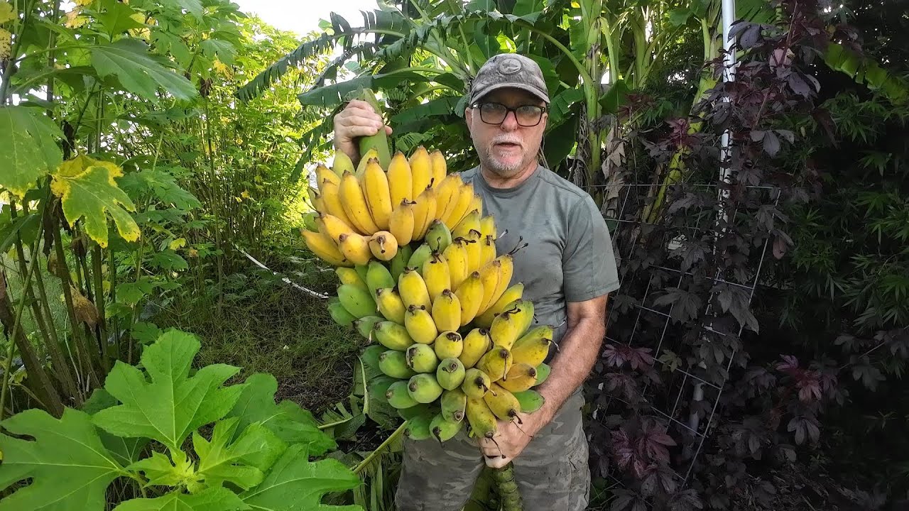 Harvesting Three Banana Racks - YouTube