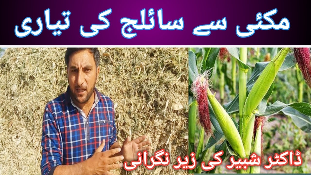 silage making process | silage making process in pakistan | how to make ...
