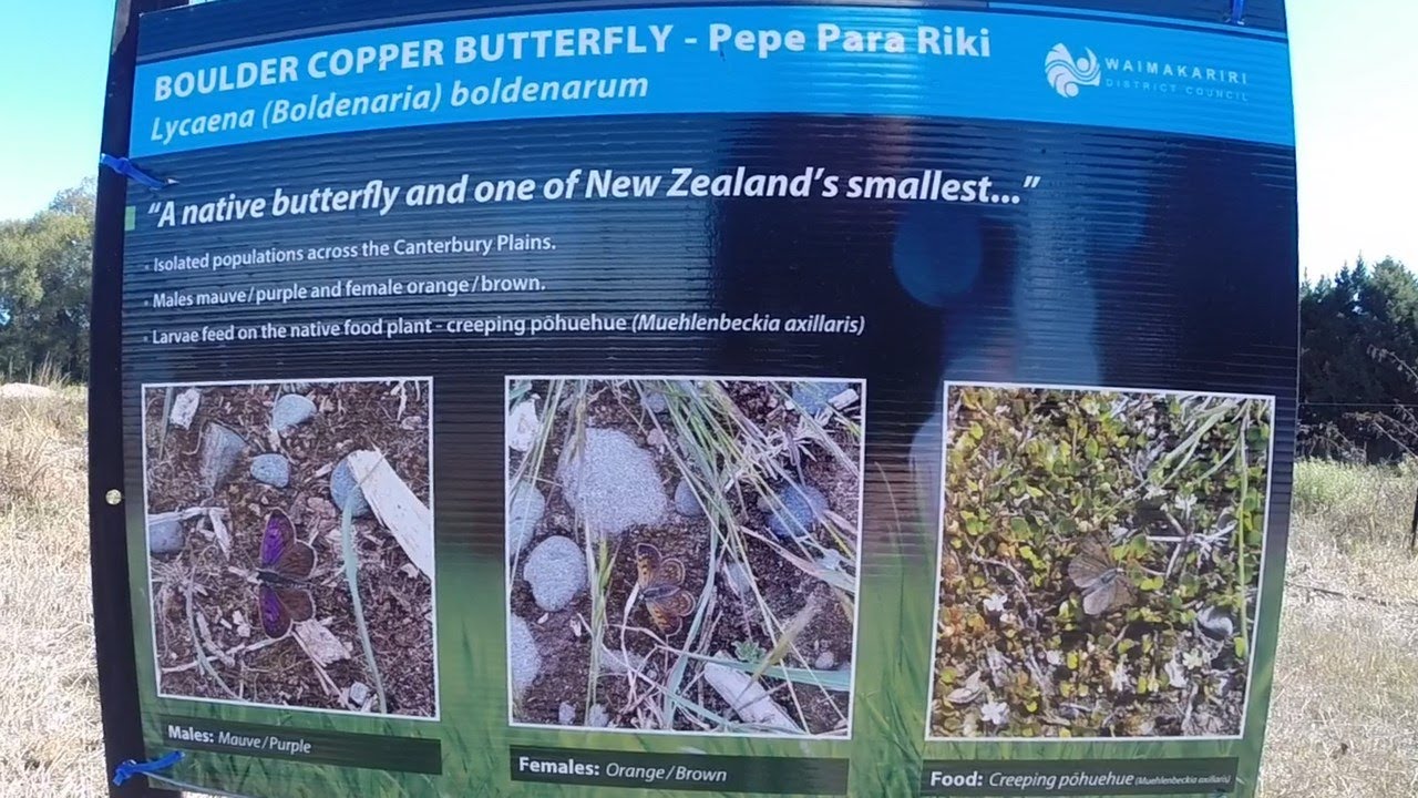 New Zealand Native Boulder Copper Butterfly - YouTube