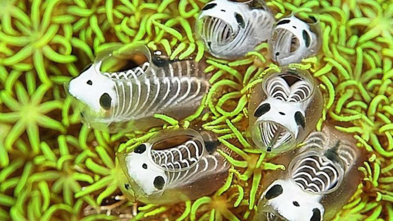 Meet New Species |Skeleton Panda Sea Squirt | Information - YouTube