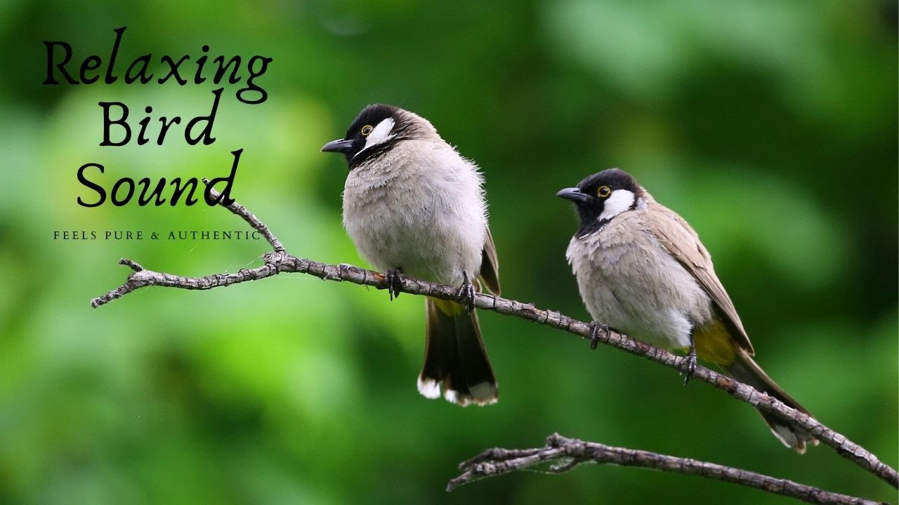 Relaxing Bird Sound - YouTube