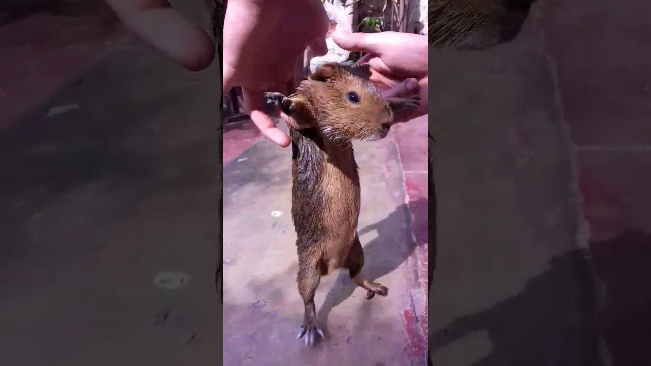 Cuy bailando - YouTube