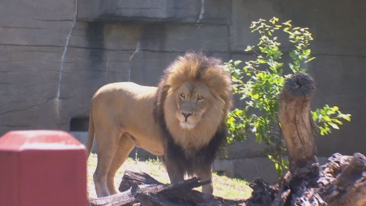 Watch: Cast Members Of 'The Lion King' Visit The Tulsa Zoo - YouTube