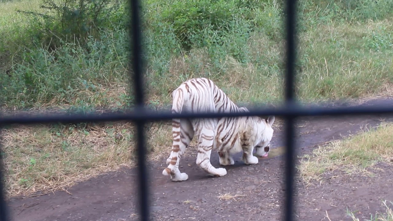 Drive Through Tiger Safari at Casela Park, Mauritius - YouTube