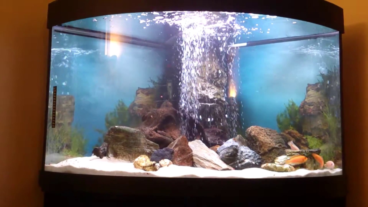 Juwel Trigon 190 fish tank with african cichlids - YouTube