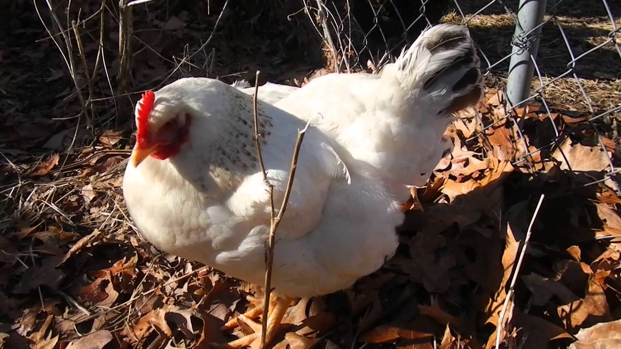 Chicken with Botulism, Mareks disease, or something else? Your call ...