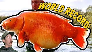 Biggest Goldfish In The World Ever Caught