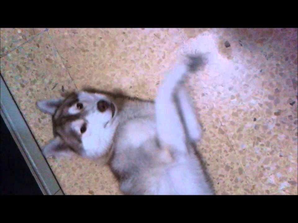 Siberian Husky Dancing Gagnam Style - YouTube