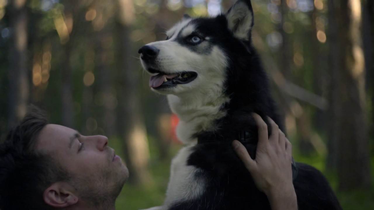 Husky Project - YouTube