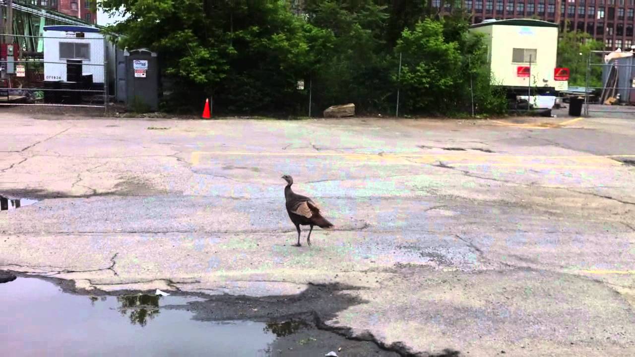 Wild Turkey in Lawrence, MA.mp4 - YouTube