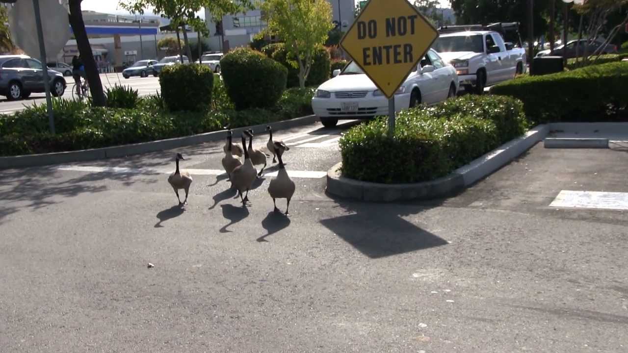 Canada Geese Block Fast Food Drive Thru Lane + Seagulls In Slow Motion ...