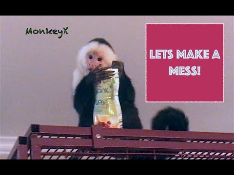 Capuchin Monkey Makes A Mess - YouTube