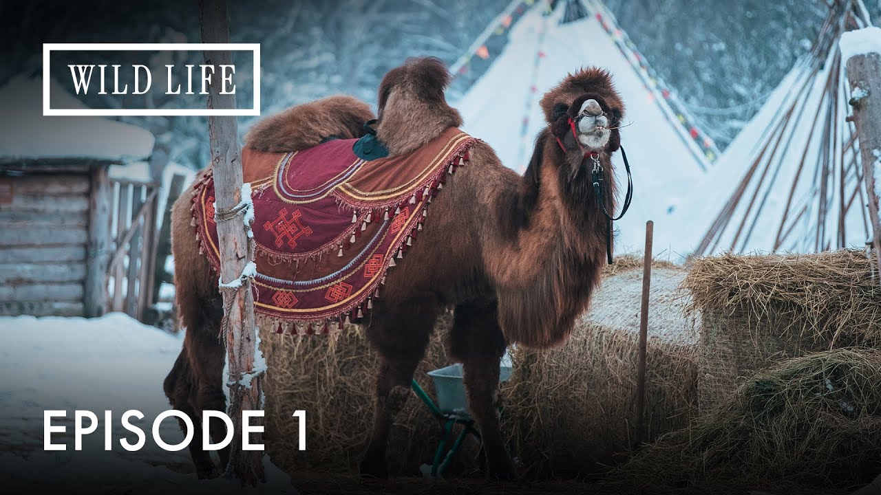 Hot Travelers in the Cold Desert:Camels of Mongolia | Destination Wild: Wild Mongolia | Episode ...