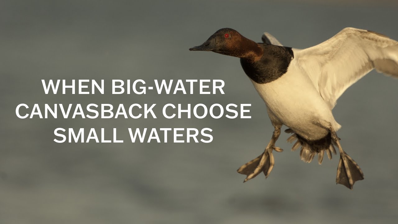 When Big-Water Canvasbacks Choose Small Waters - YouTube
