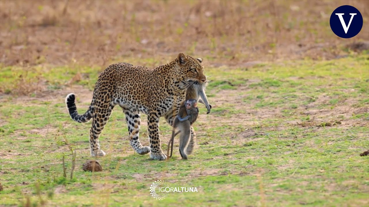 La historia detrás la fotografía de un monito abrazando a su madre ...