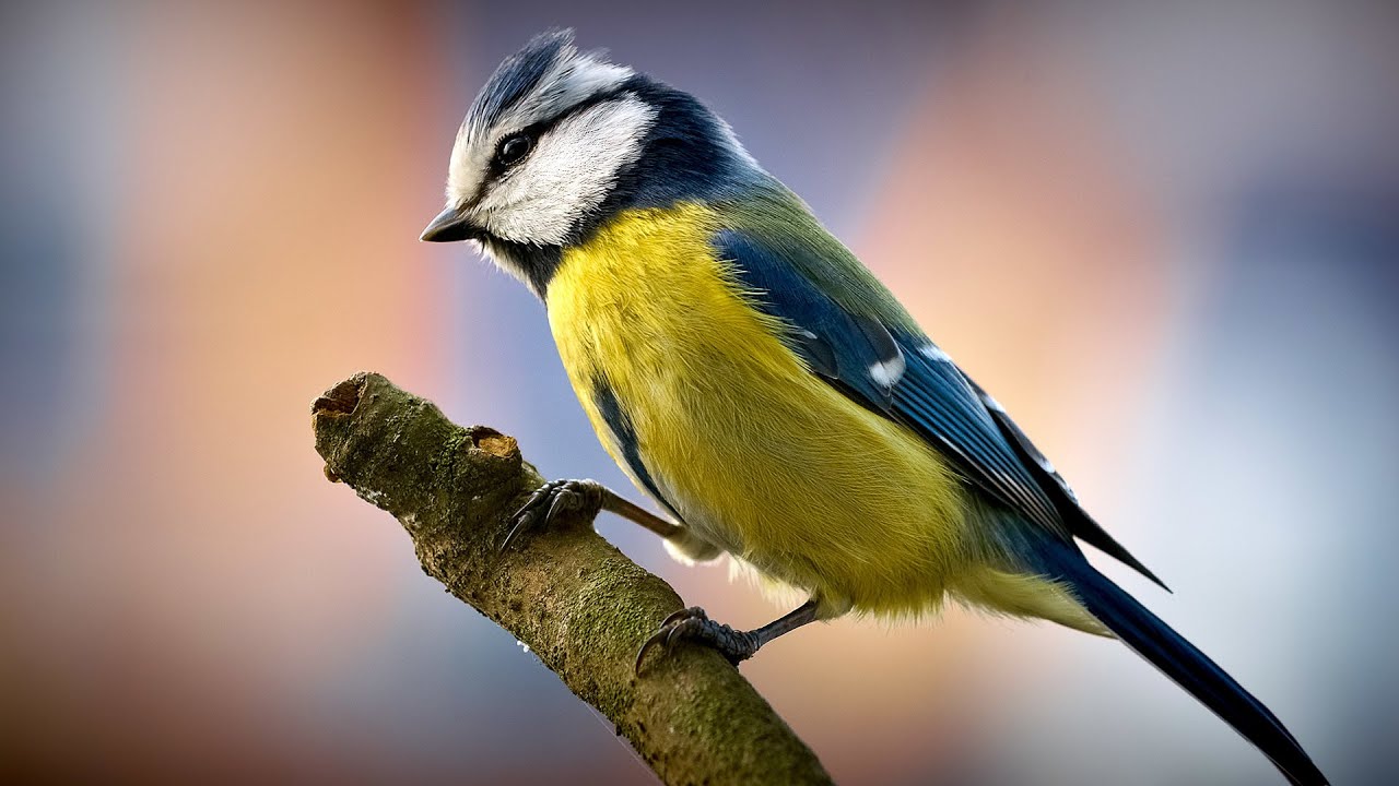 Bird 31 - YouTube