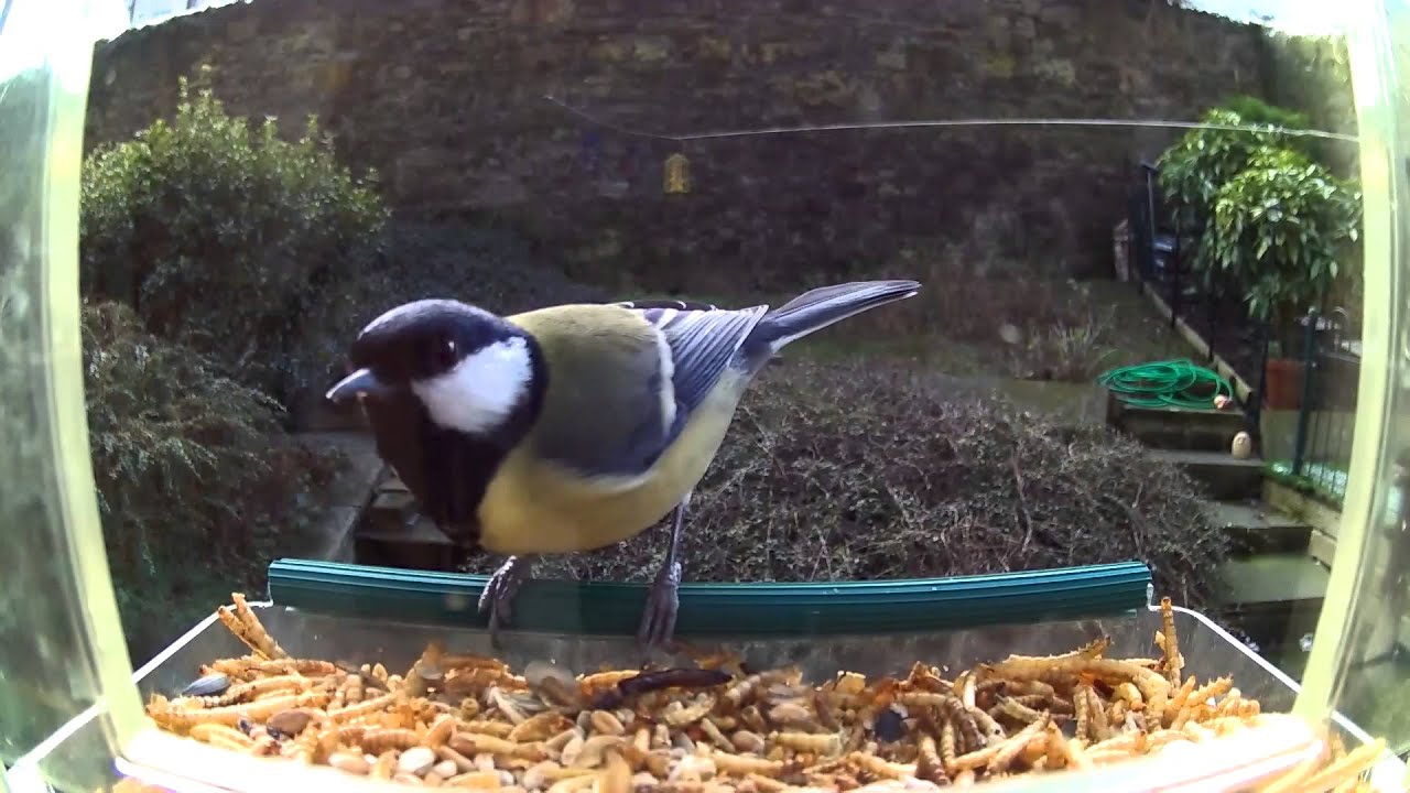 Window Birds Robin - YouTube