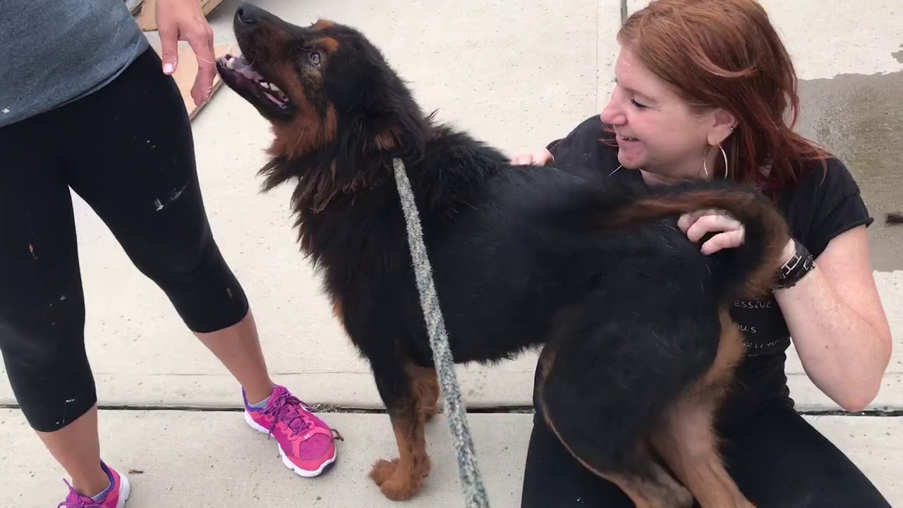 Rocky, gorgeous and loving at Posh Pets Rescue ️ ️ - YouTube