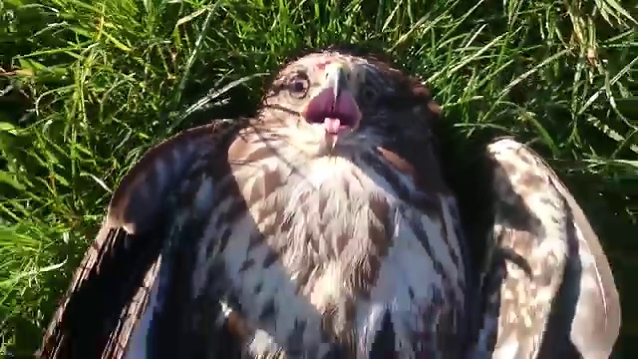 Buse variable - YouTube