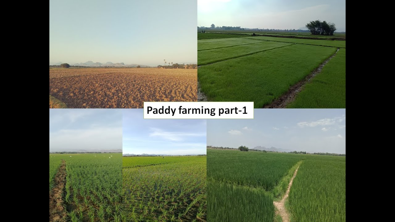 Paddy cultivation detailed over view in different stages summer farming ...
