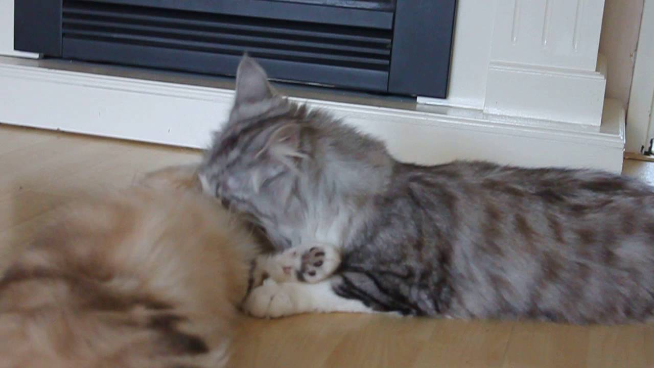 Norwegian forest cat amber nt 22 - YouTube