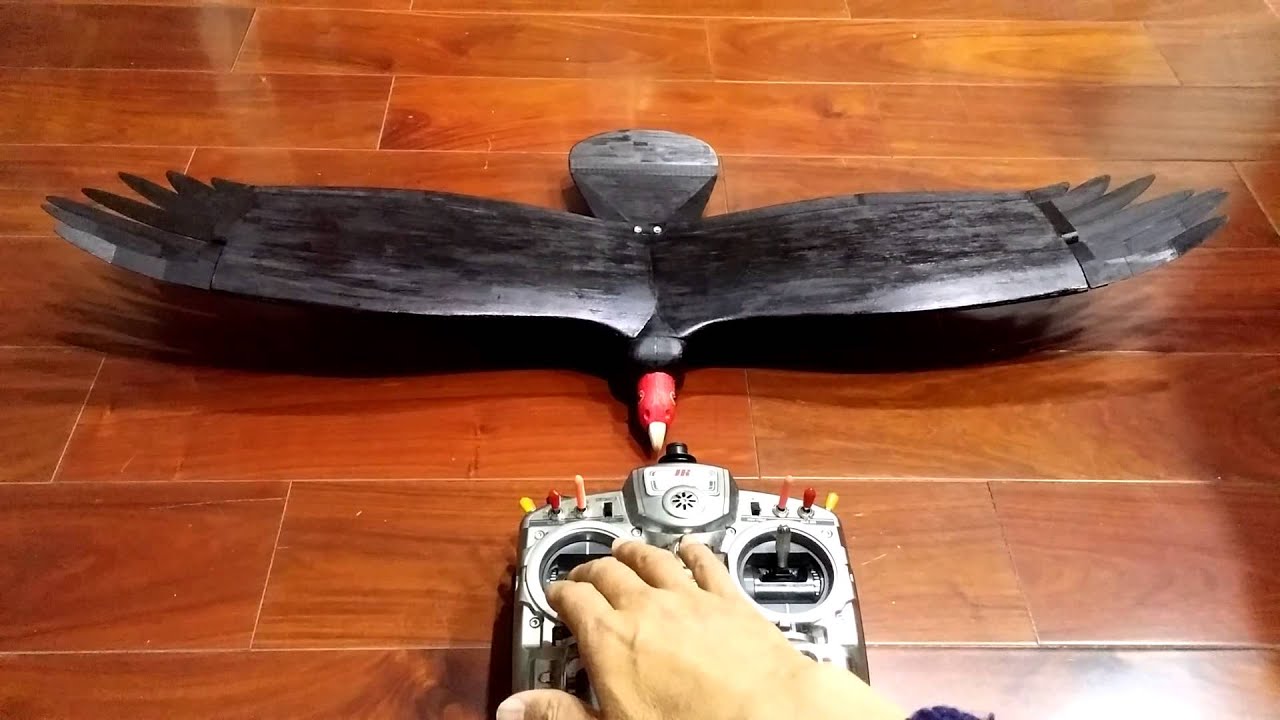 Turkey Vulture remote test - YouTube