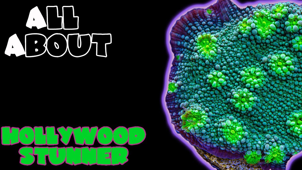 All About The Hollywood Stunner Chalice Coral - YouTube