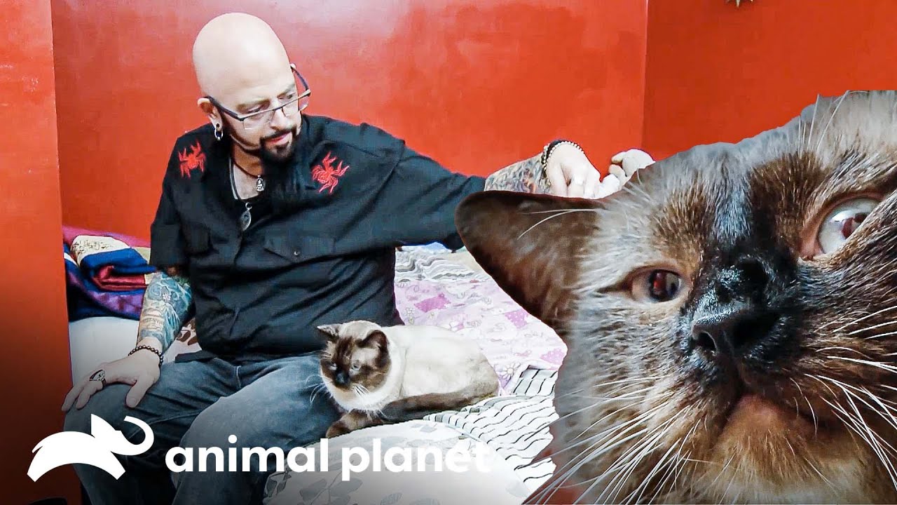 Jackson le enseña a Vincent a comportarse | Mi gato endemoniado ...