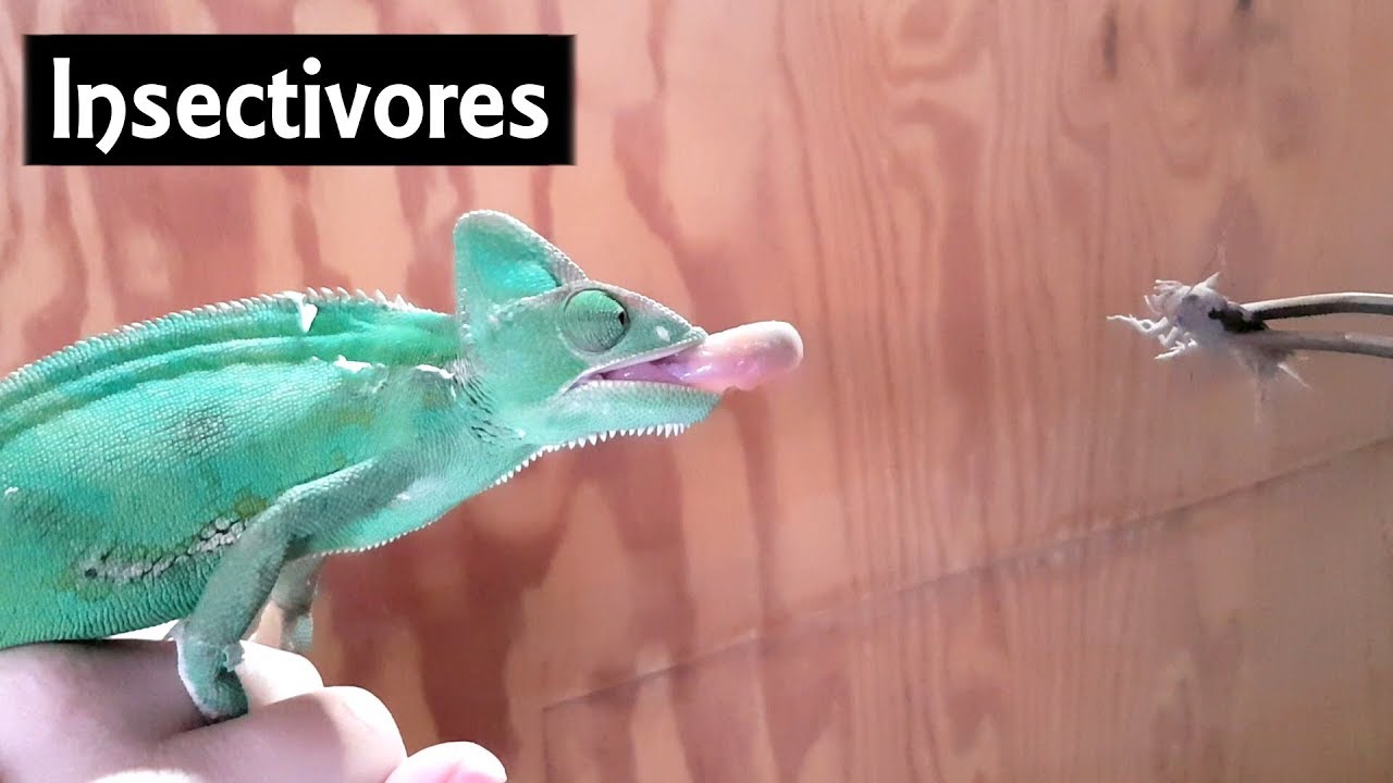 Feeding All My Pets (INSECTIVORES) | Daily Feeding Routine - YouTube