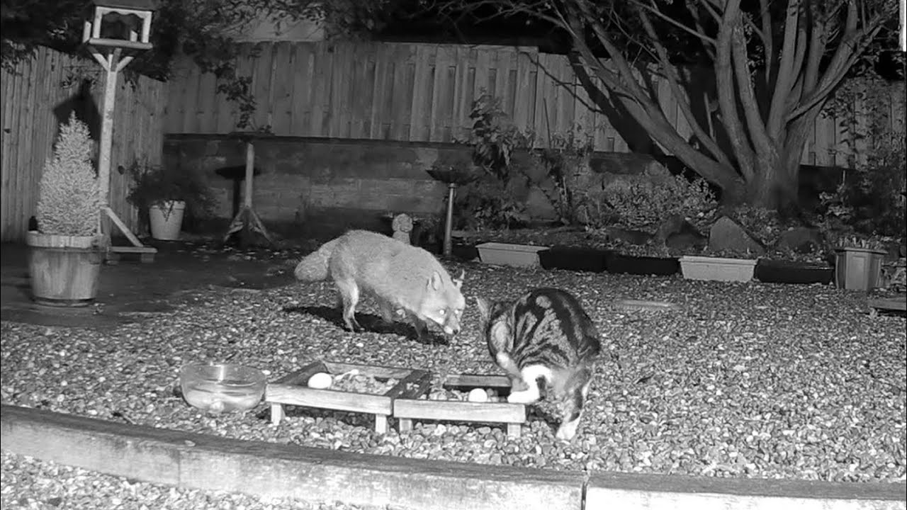 Big Boy is a wily old fox, no cat is coming between him and his supper ...