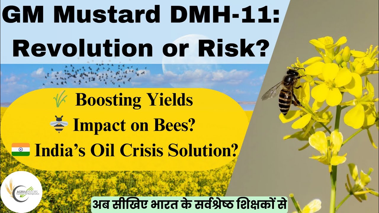 GM Mustard DMH-11: Breakthrough or Controversy? | India’s Biotech ...