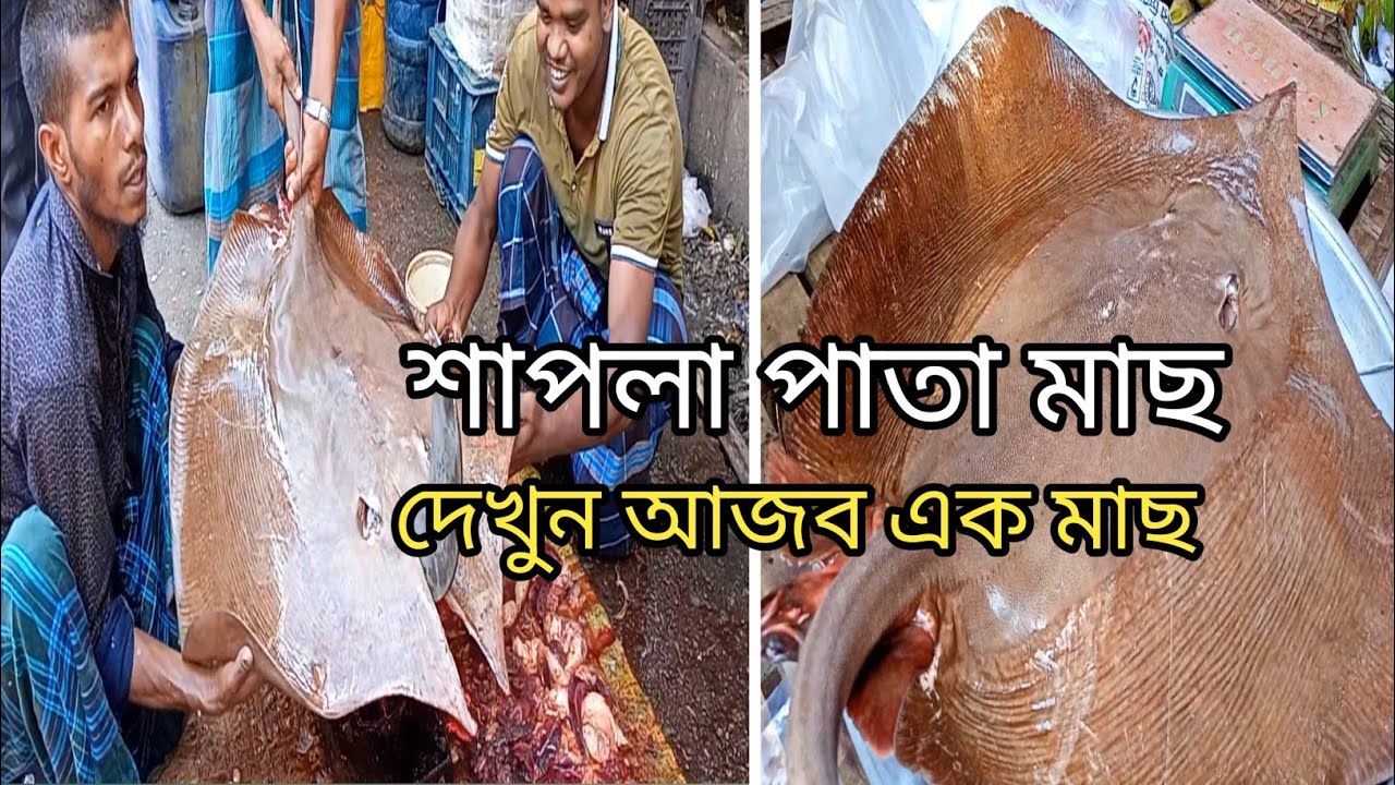 শাপলা পাতা মাছ কাটা দেখতে উৎসুক জনতার ভিড় || মাছের বাজার || Shapla ...