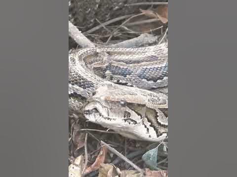 Python in Kaziranga NP - YouTube