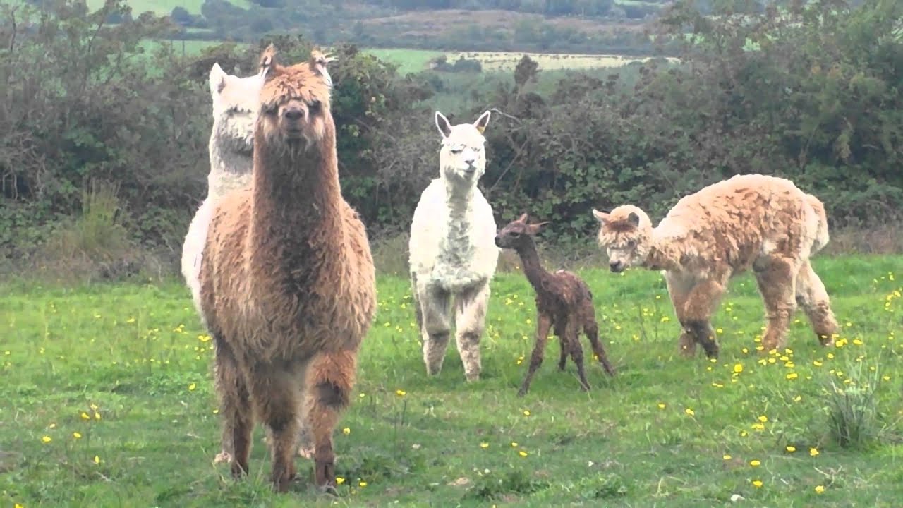 Cria newborn - YouTube