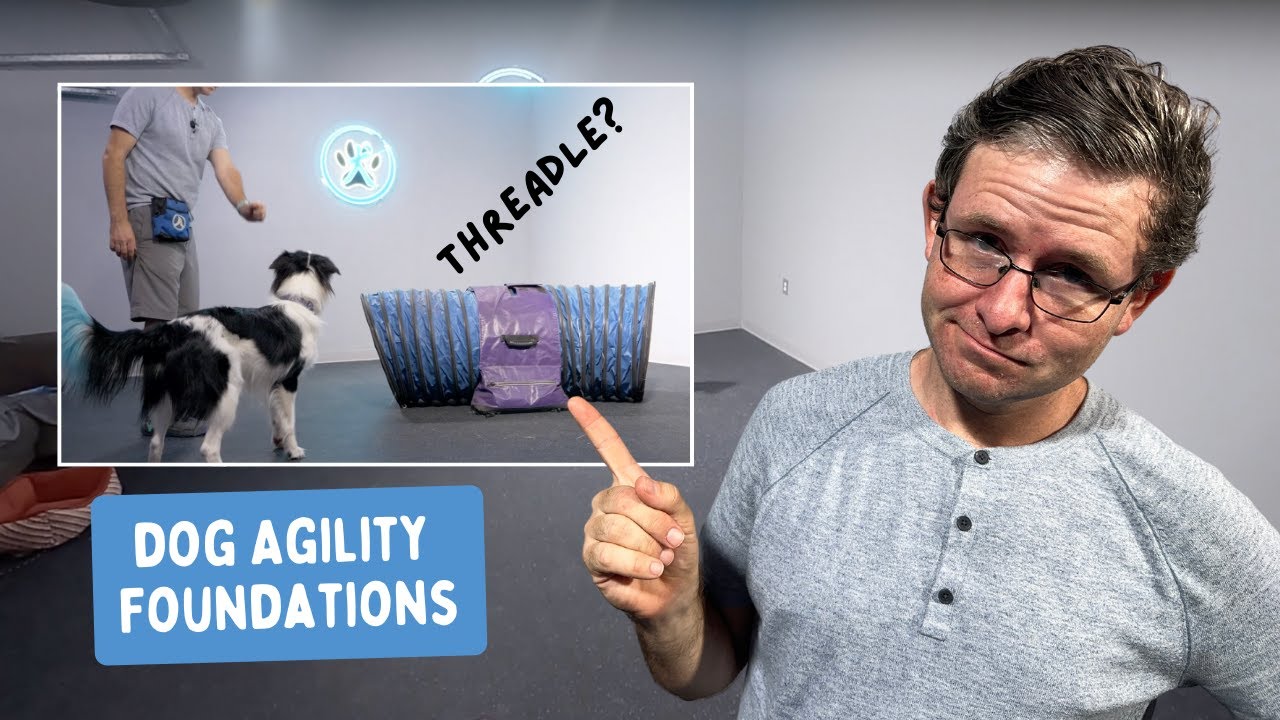 Threadle Tunnel - Dog Agility Foundations - YouTube