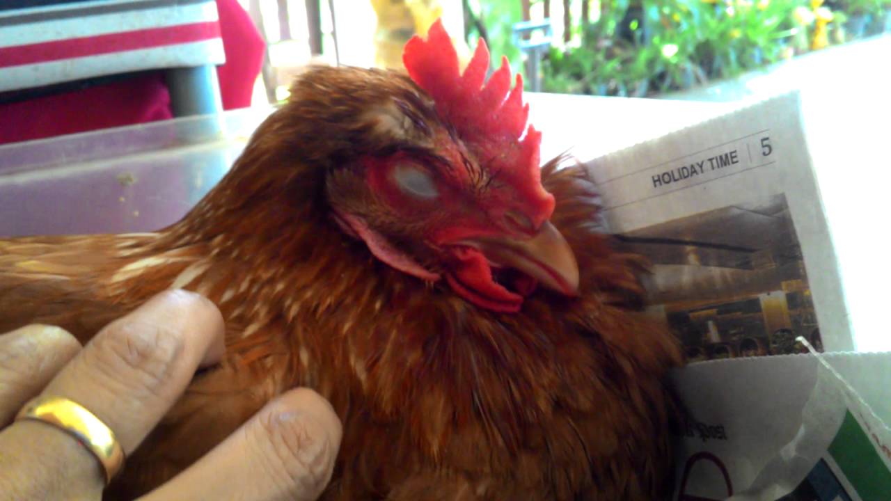 V 20160110 092716 chicken sick part 4 - YouTube