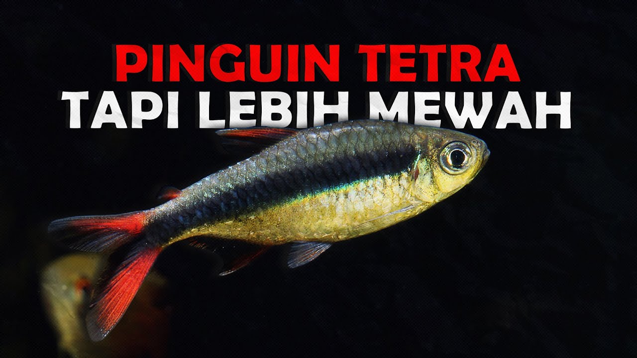 IKAN TETRA BARU Yang Bikin Kantong TERSEDU-SEDU! - REDFIN PENGUIN TETRA. - YouTube