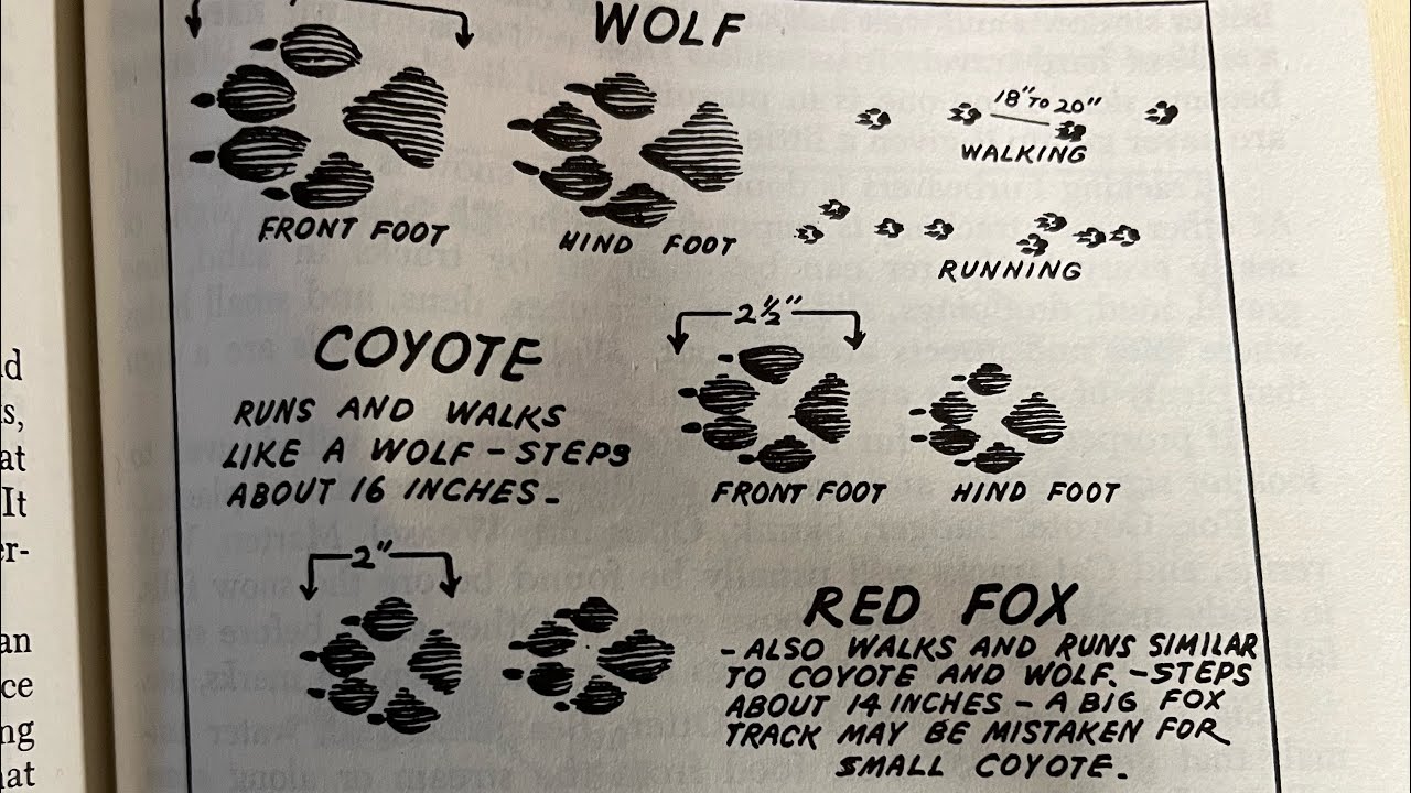 Snaring Coyote Part 4 - Tracks - YouTube