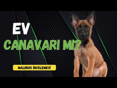Belçika Malinois Evde Bakılır Mı? Uzun Süre Yalnız Kalabilir Mi? Evde Belçika Kurdu Bakan Abonem