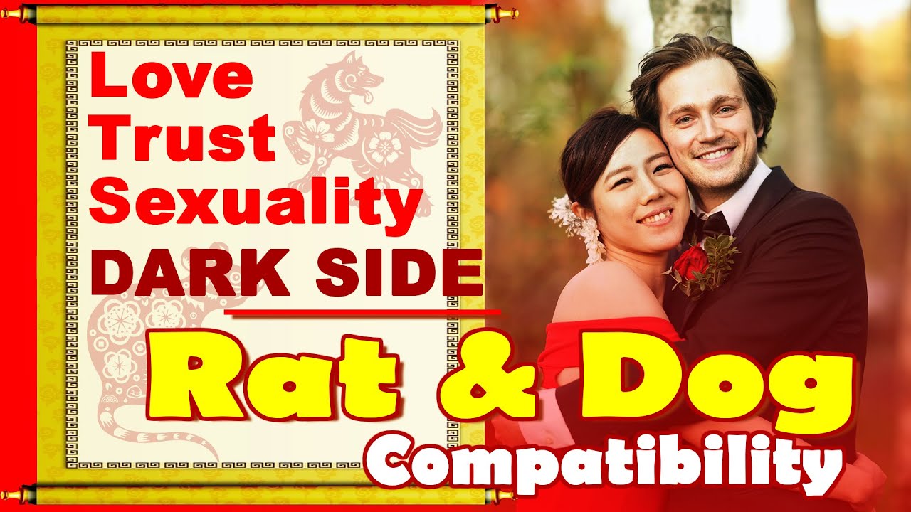 Rat and Dog Compatibility in Love, Life, Trust, and Intimacy | Rat Dog ...