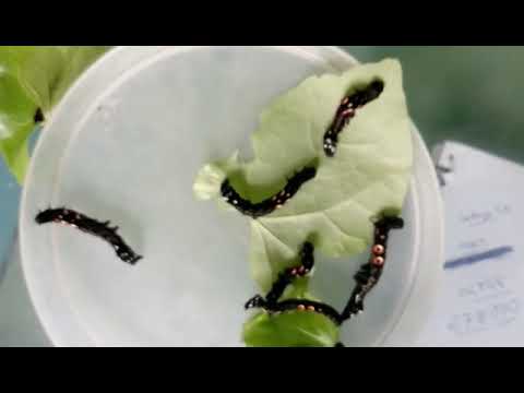 Fruit sucking moth - YouTube