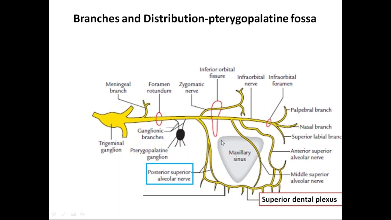 Maxillary nerve - YouTube
