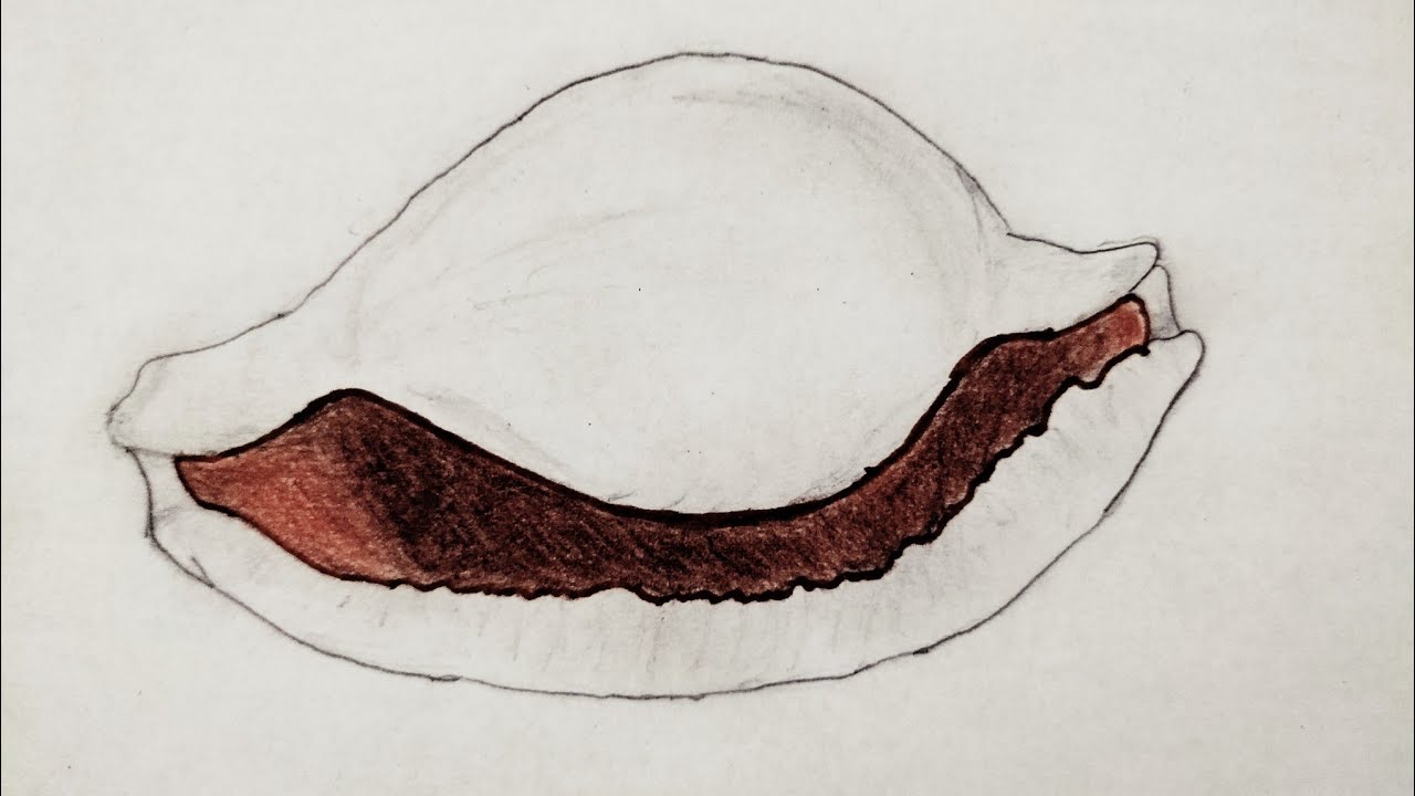 Drawing Cowrie Ovula ovum shell ( by : Christian Lim ) - YouTube