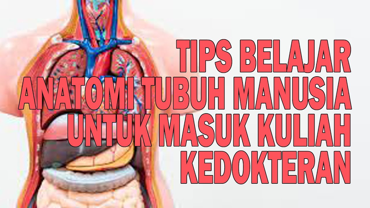 Tips Belajar Anatomi tubuh Manusia Untuk Masuk Universitas Kedokteran # ...