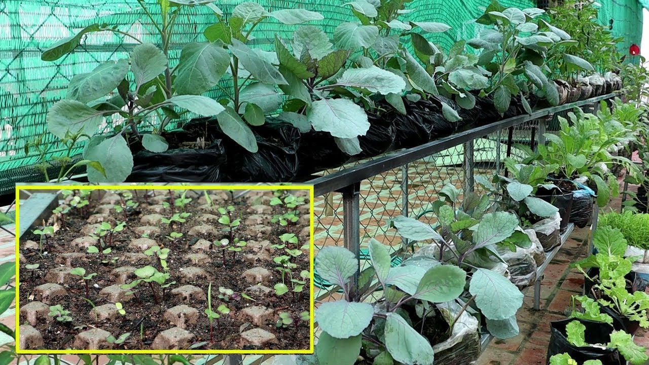 Cauliflower Farming | Japanese Cauliflower Technology Inline Purple ...