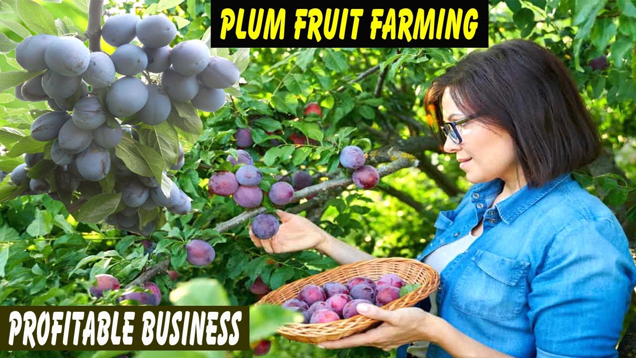 How to Start a Business Plum Farming - Plum Fruit Farming Step by Step ...