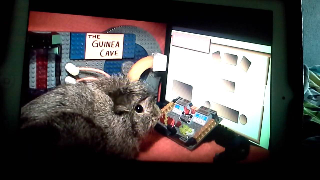 Grappige cavia - YouTube