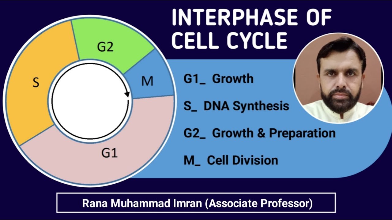 Interphase of cell cycle for F.Sc. and BS Botany and Zoology students ...