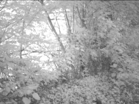 Mystery animal Saunderton, Buckinghamshire, (England) - YouTube