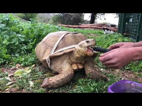 kaplumbağa  tortoise